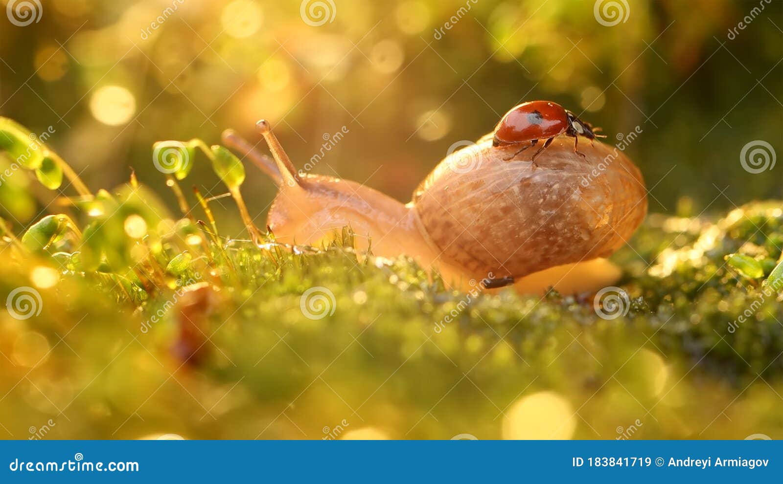 Close-up Wildlife of a Snail and Ladybug in the Sunset Sunlight Stock ...