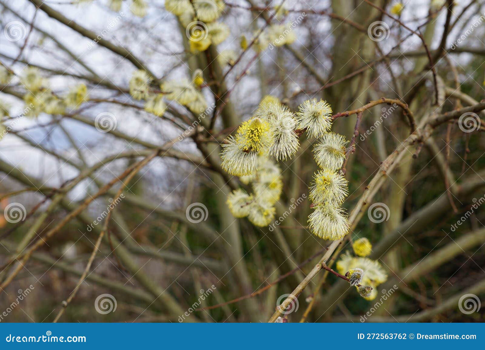 Close Up of a Willow Catkin Blossom on Tree Branch. Stock Photo - Image ...