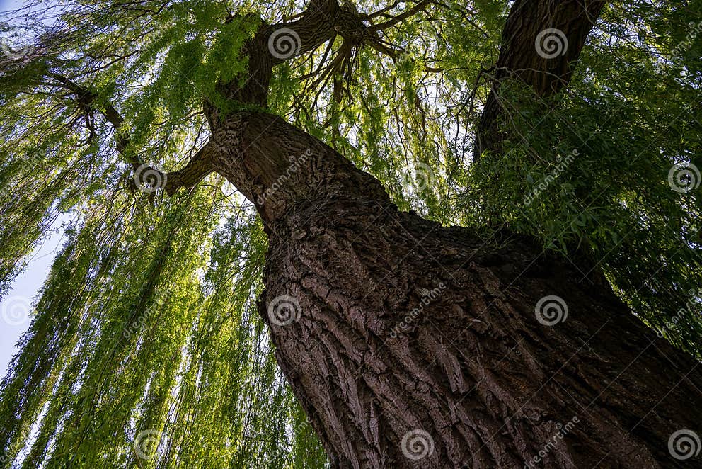 Close Up View of a Willow Tree Stock Photo - Image of exterior, close ...
