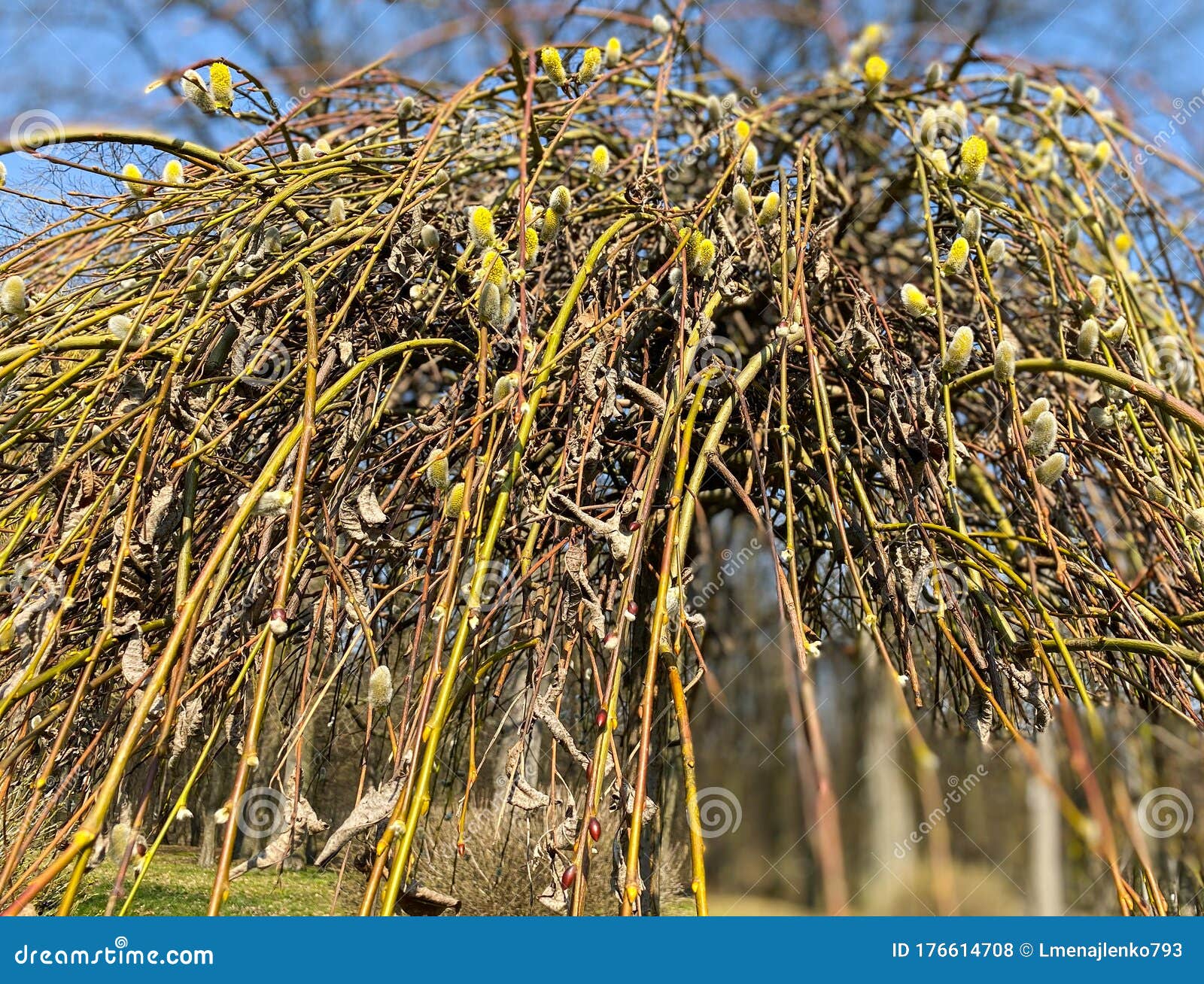 Close-up of Willow Tree in Spring in the Park. Stock Photo - Image of ...