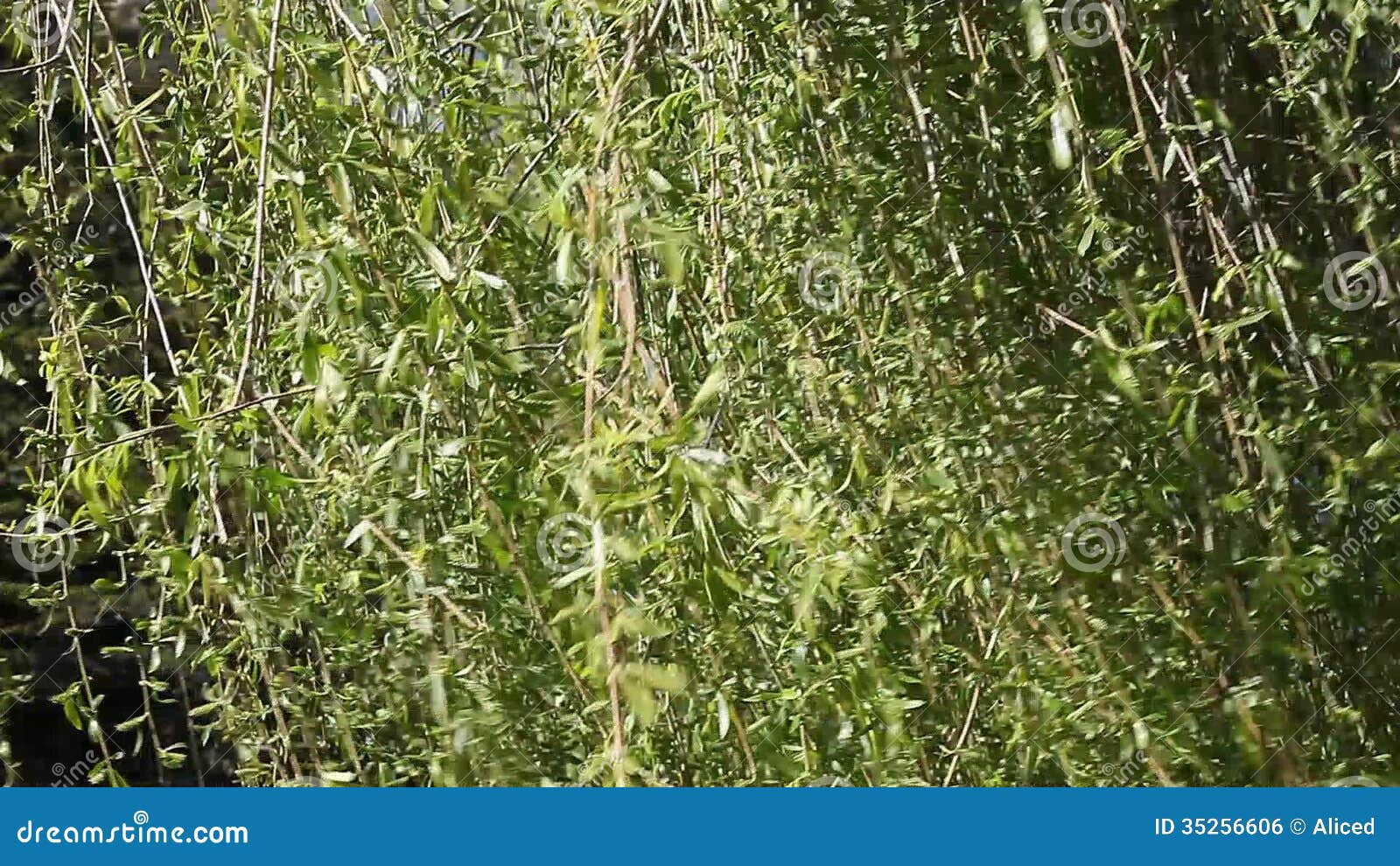 Close up willow tree stock footage. Video of tree, green - 35256606