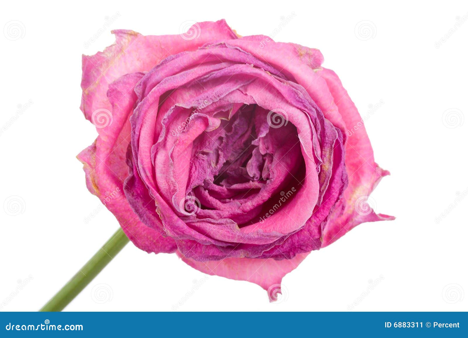 Close-up wilting rose stock image. Image of decline, flower - 6883311