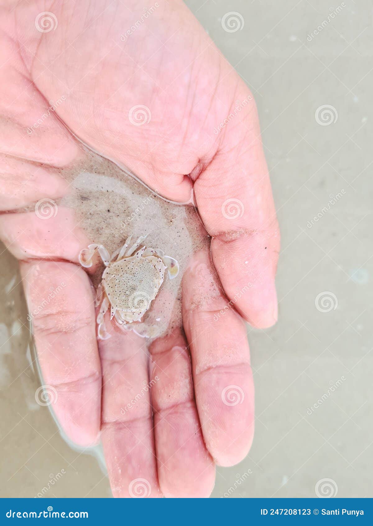 Close up wind crab in hand stock image. Image of hand - 247208123