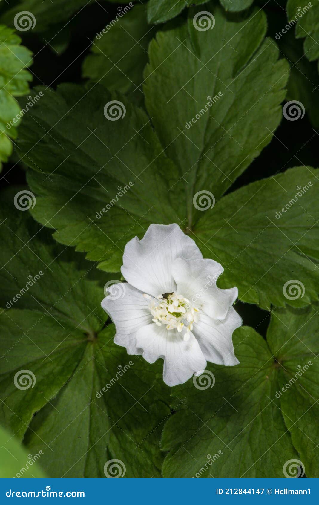 Piperi Flower Stock Photos - Free & Royalty-Free Stock Photos from ...