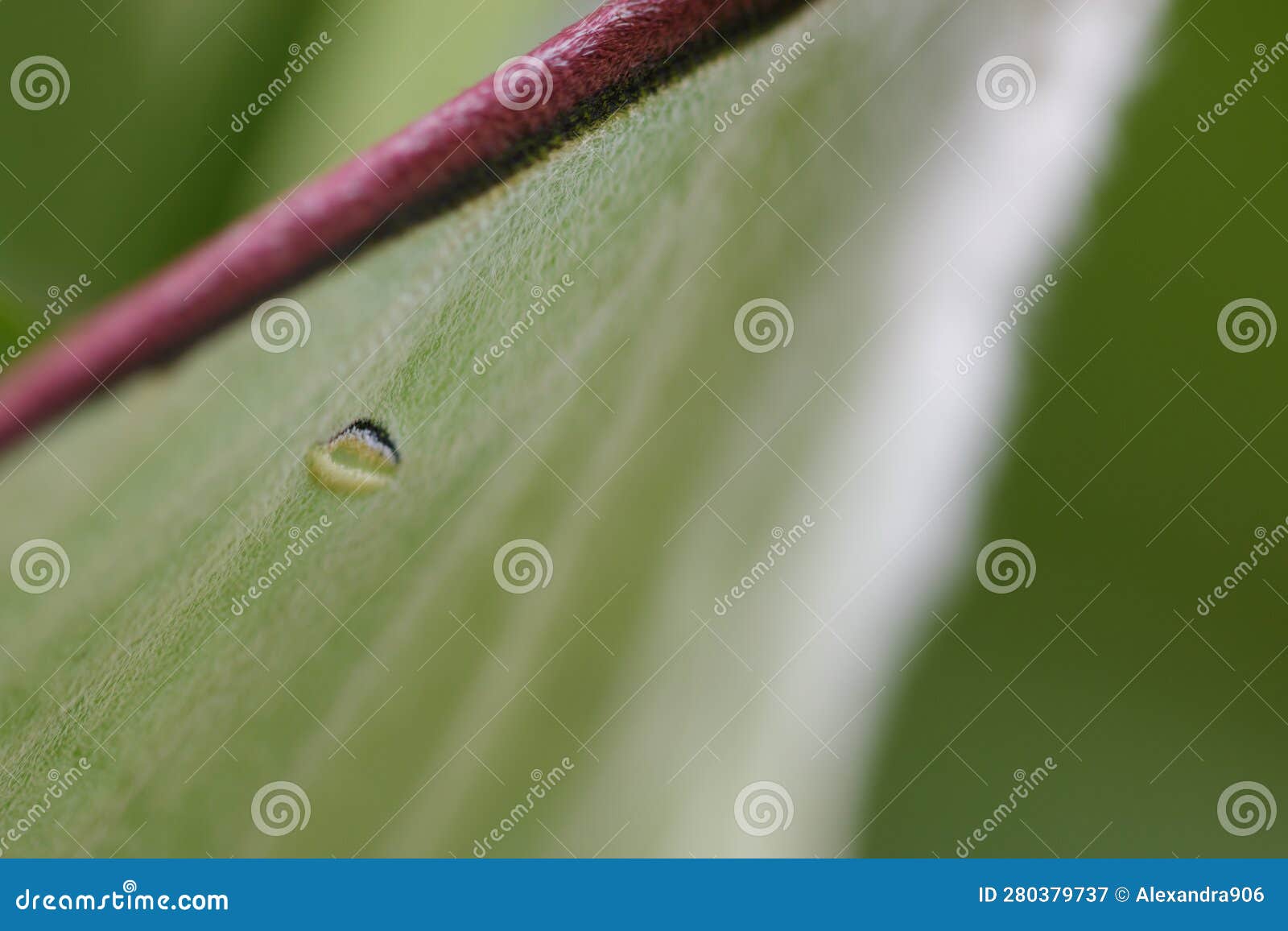 Eyespot on Asian moon moth stock image. Image of asian - 280379737