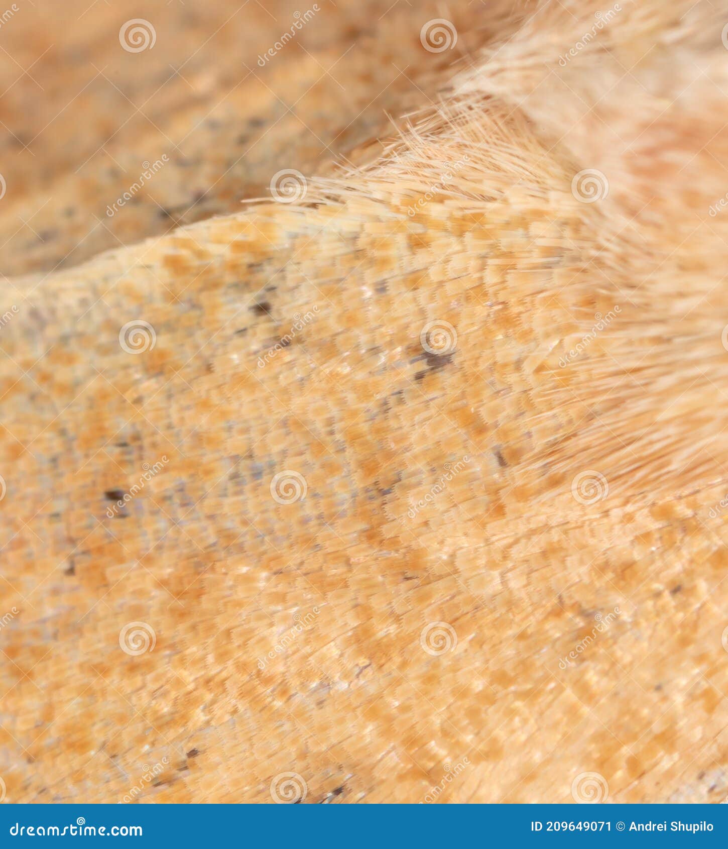 Close-up Wing of a Moth Butterfly As Background Stock Image - Image of ...