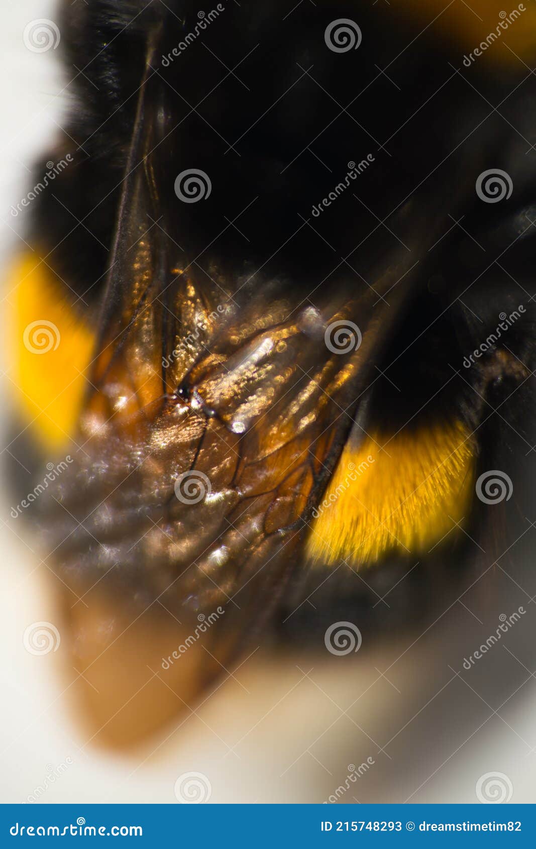 Close-up of the Wings of a Young Bumblebee, Bombus Stock Image - Image ...