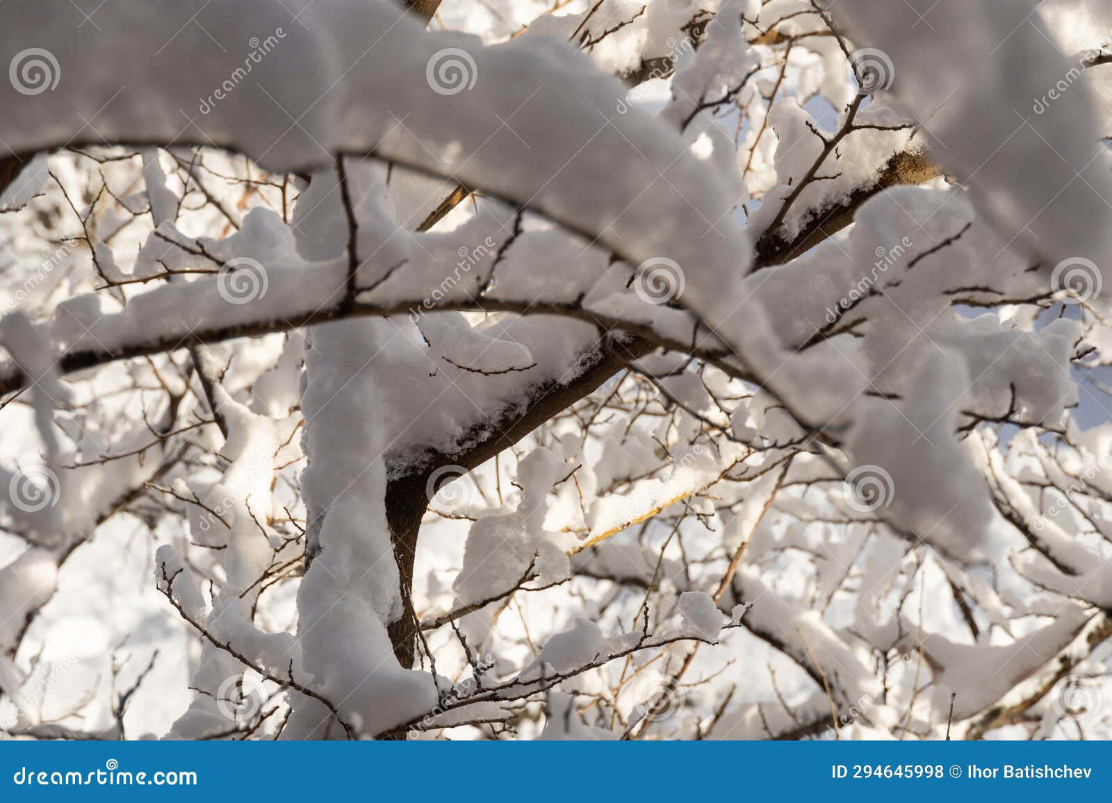 Close-up of a Winter Snow-covered Branch. Snowfall. Stock Photo - Image ...