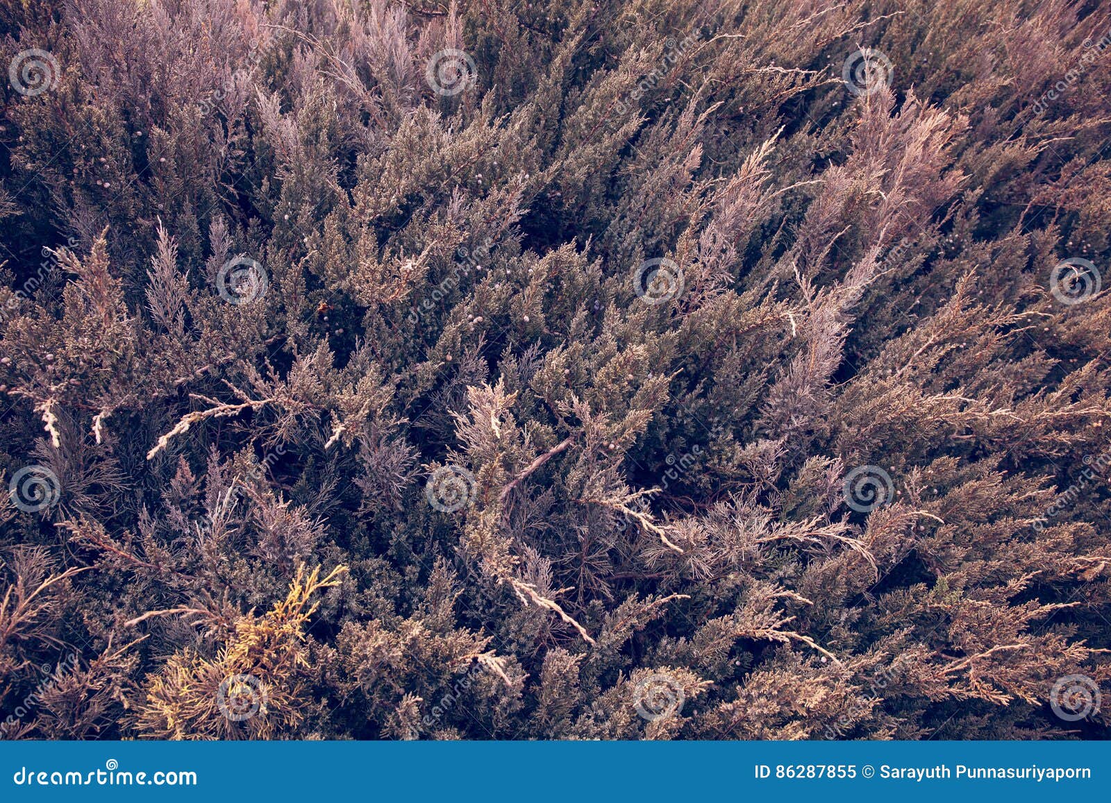 Close-up of Winter Spruce Tree from Top View - in Dark Vintage Stock ...