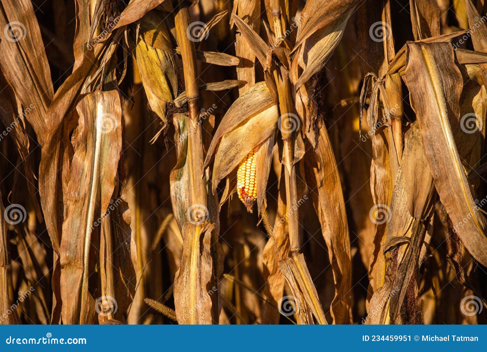 Close-up of a Wisconsin Corn Cob in October Stock Image - Image of ...
