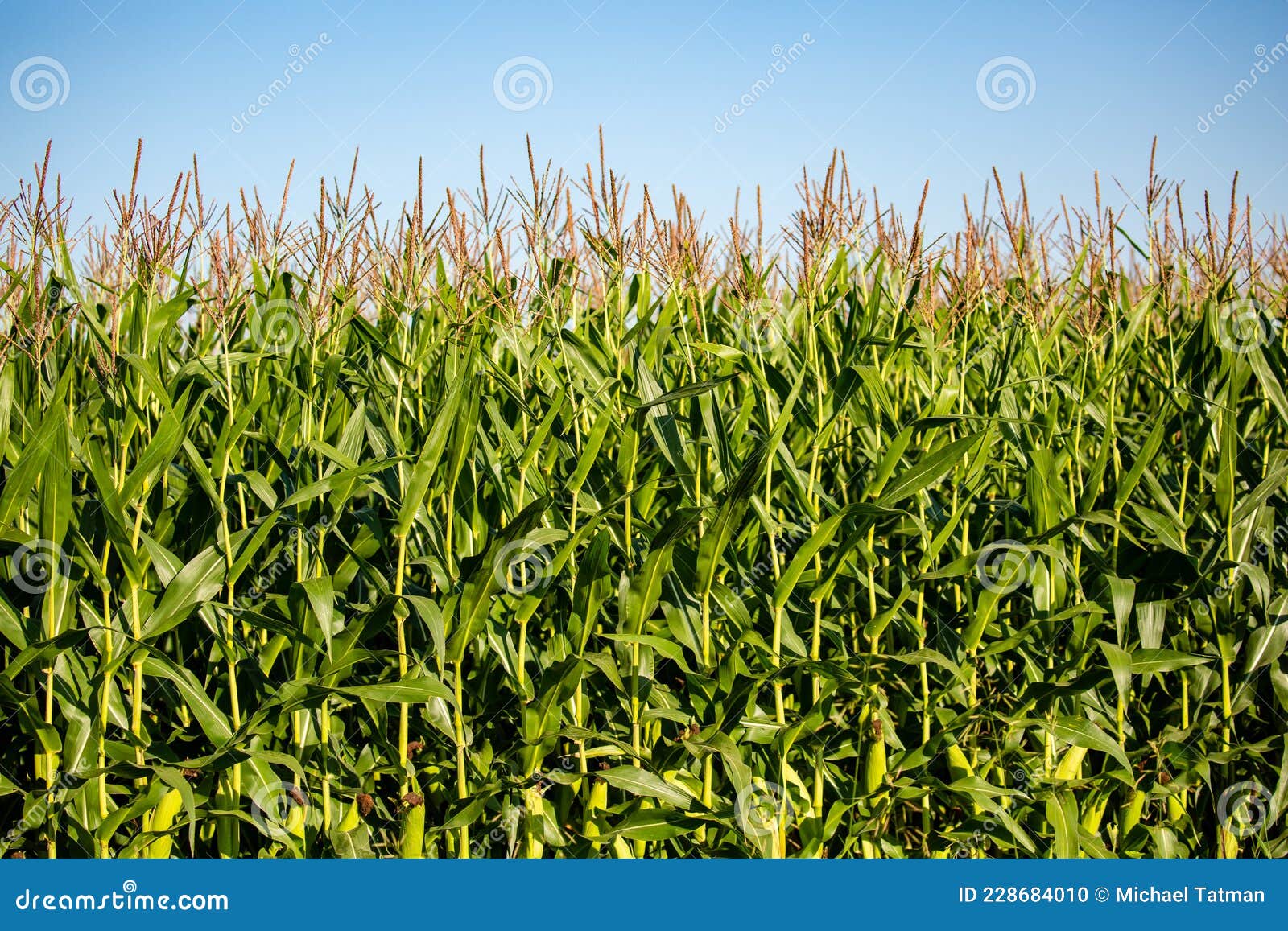 Close-up of a Wisconsin Cornfield in August Stock Photo - Image of ...