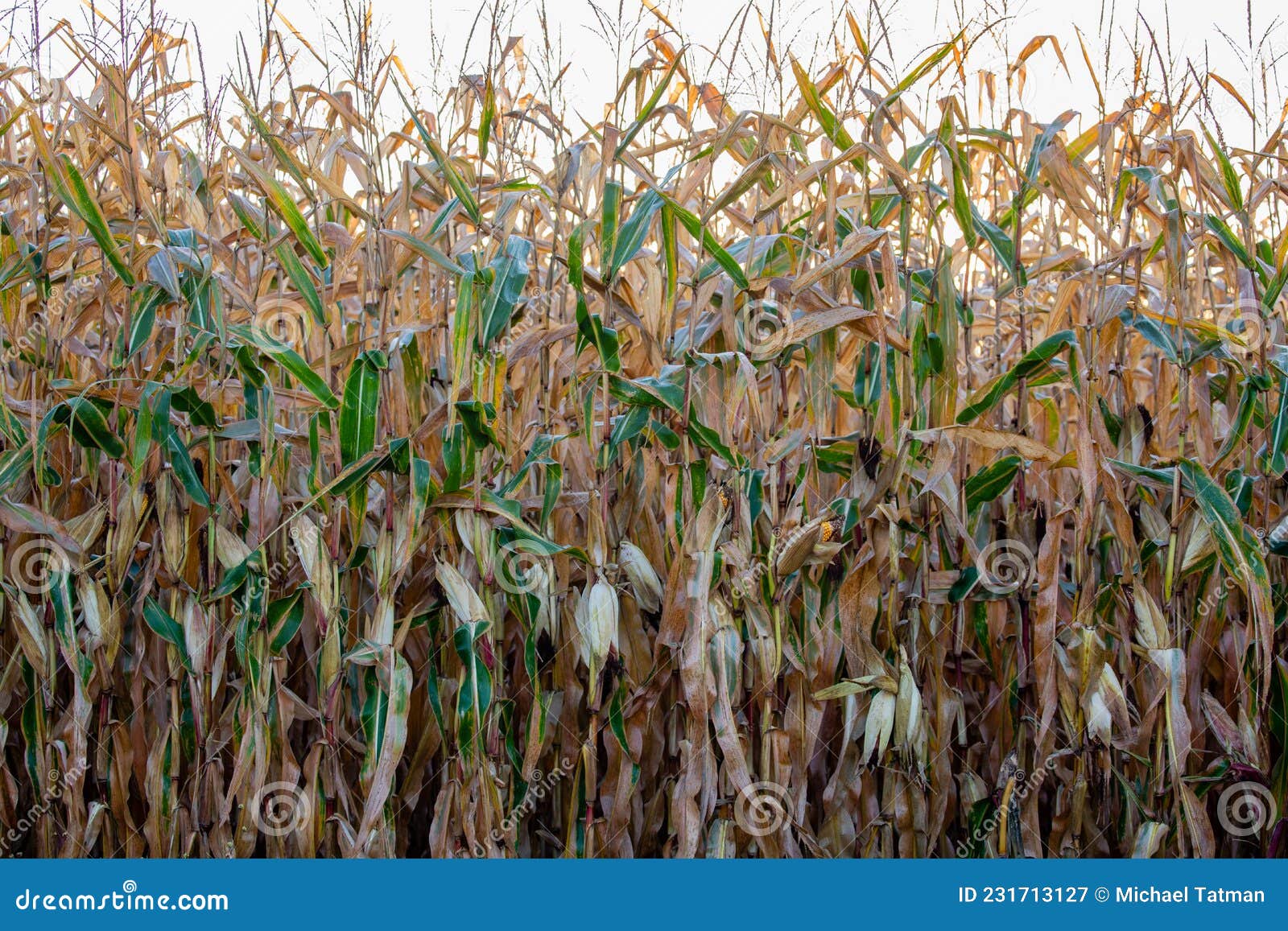Close-up of a Wisconsin Cornfield in Late September Stock Image - Image ...