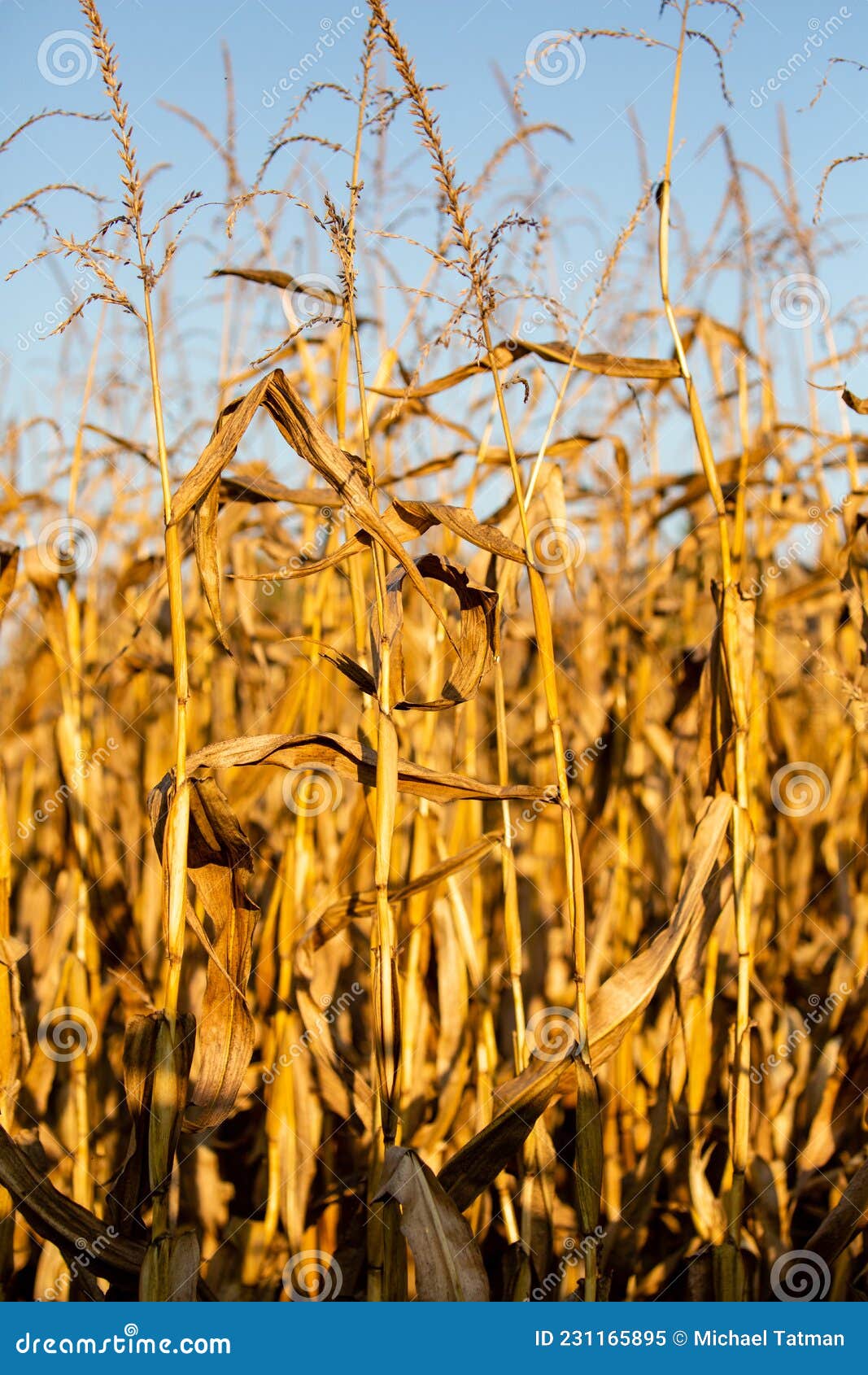 Close-up of a Wisconsin Cornfield Ready for Harvest Stock Image - Image ...