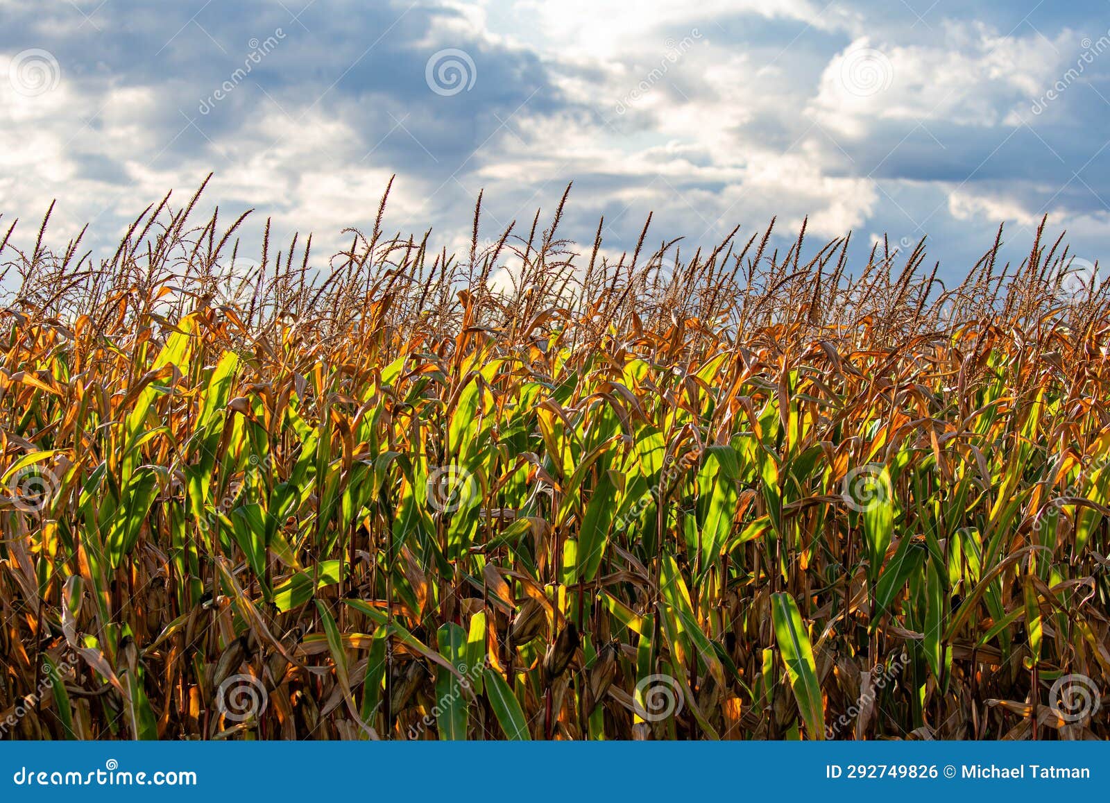 Close-up of a Wisconsin Cornfield with Sunlight Cast on it Stock Photo ...