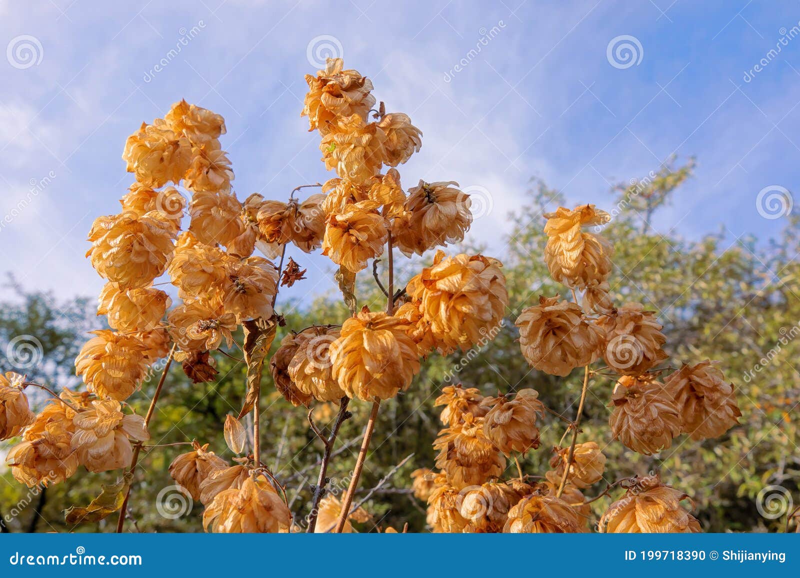 Withered Humulus lupulus stock photo. Image of autumn - 199718390