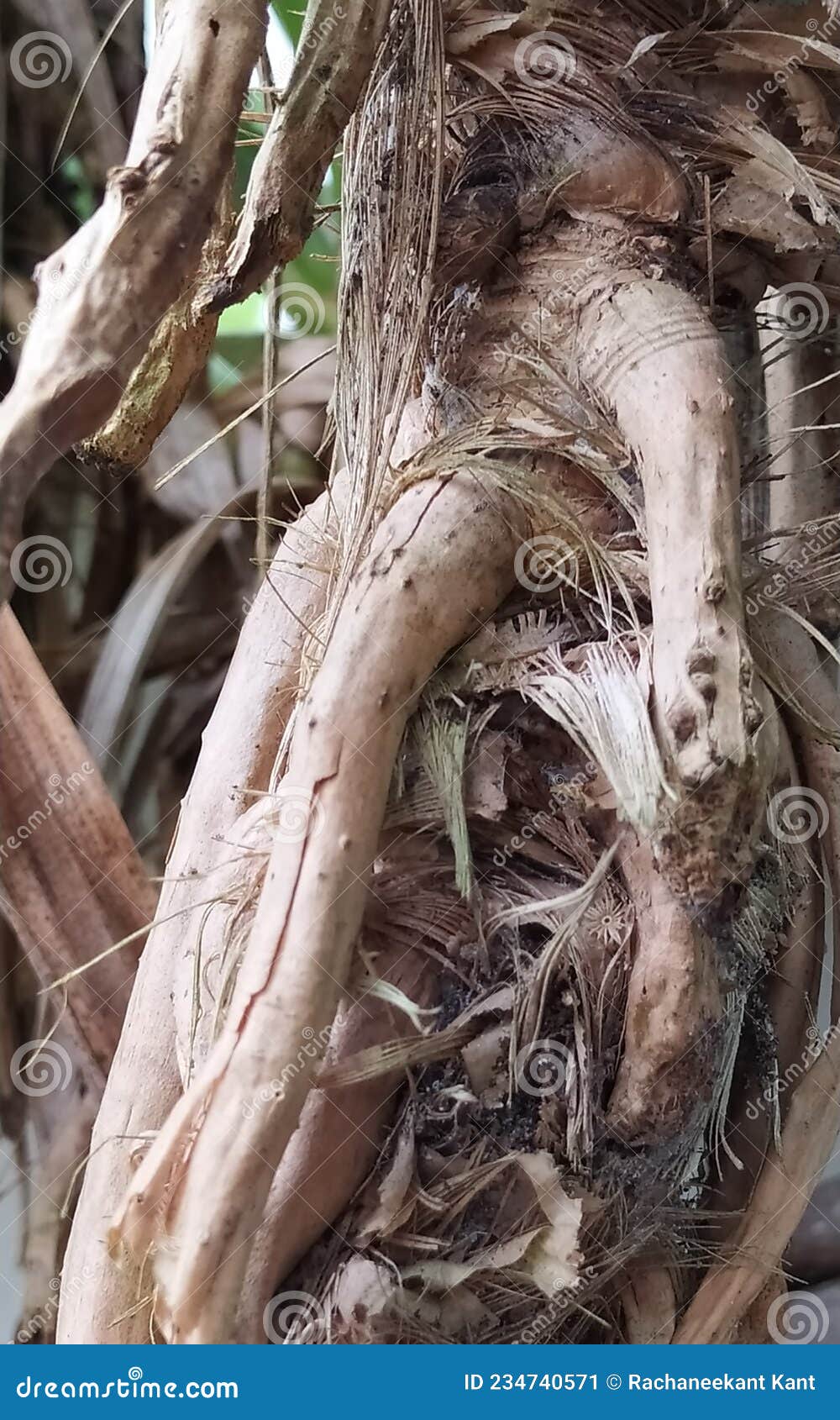 Close Up Withered Tree Roots Brown, Tree Roots Stock Image - Image of ...