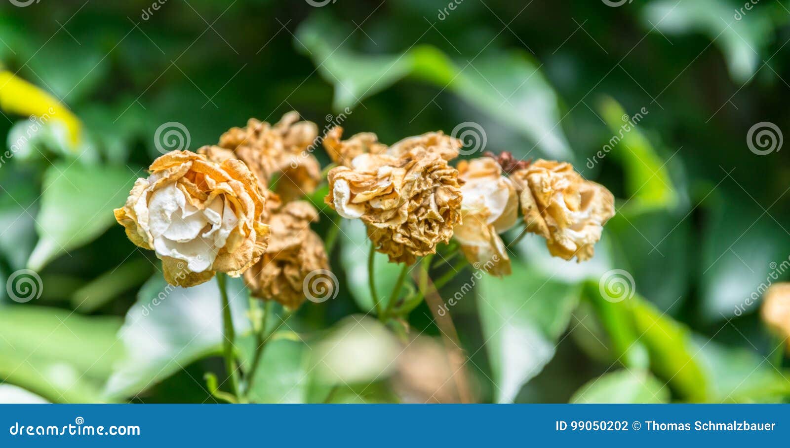 Close Up of Withering Rose Flower Stock Photo - Image of rosery, macro ...