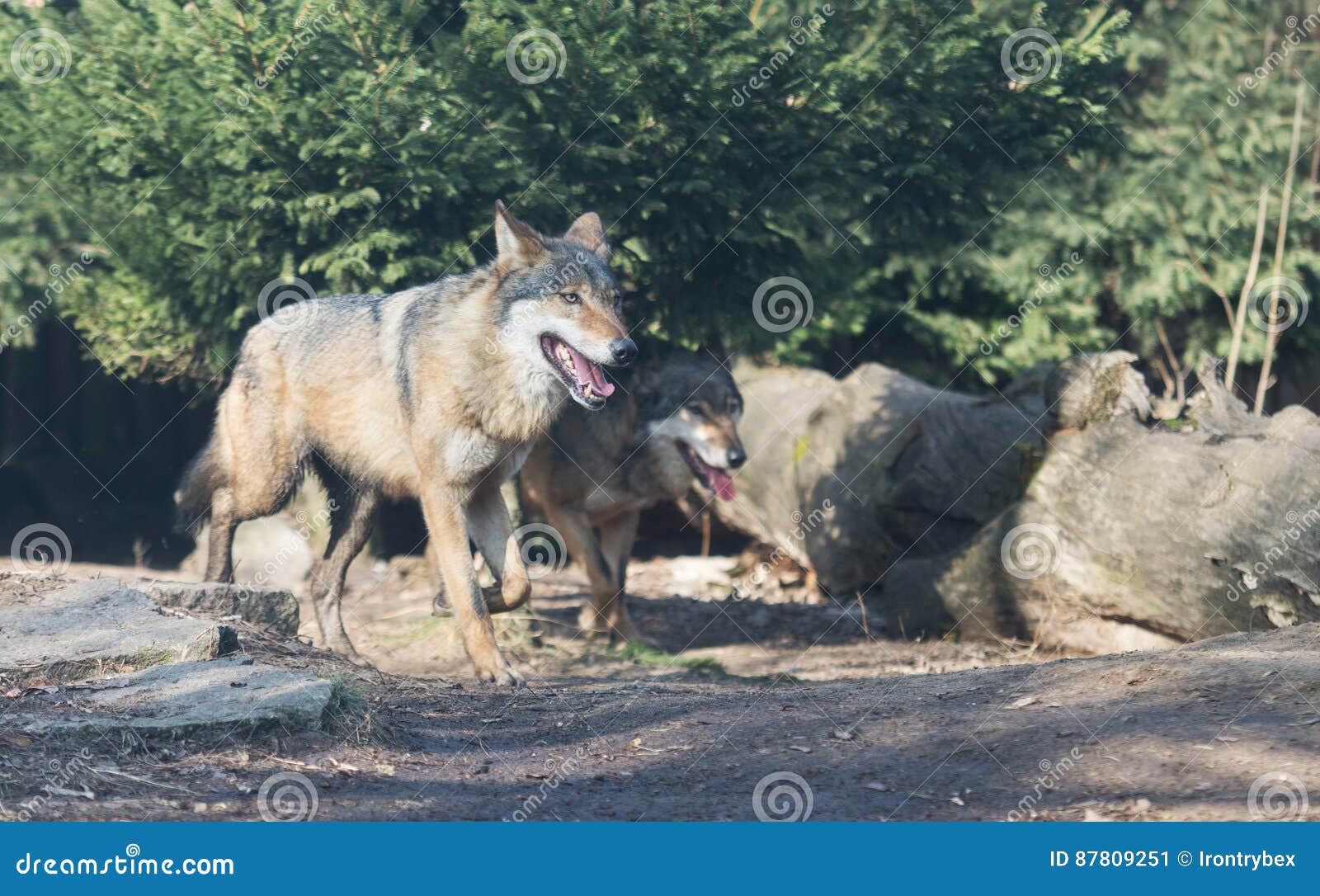 Close Up on Wolf Pack in the Forest Stock Image - Image of leadership ...