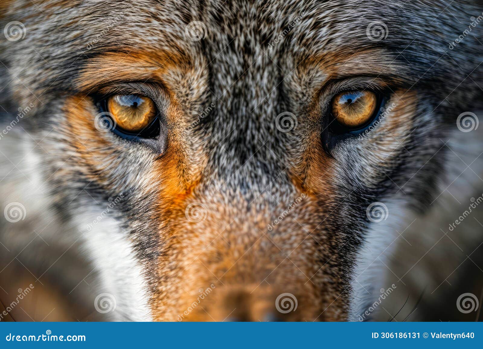 Close Up of Wolf S Face Focusing on Its Eyes. Generative AI Stock Image ...