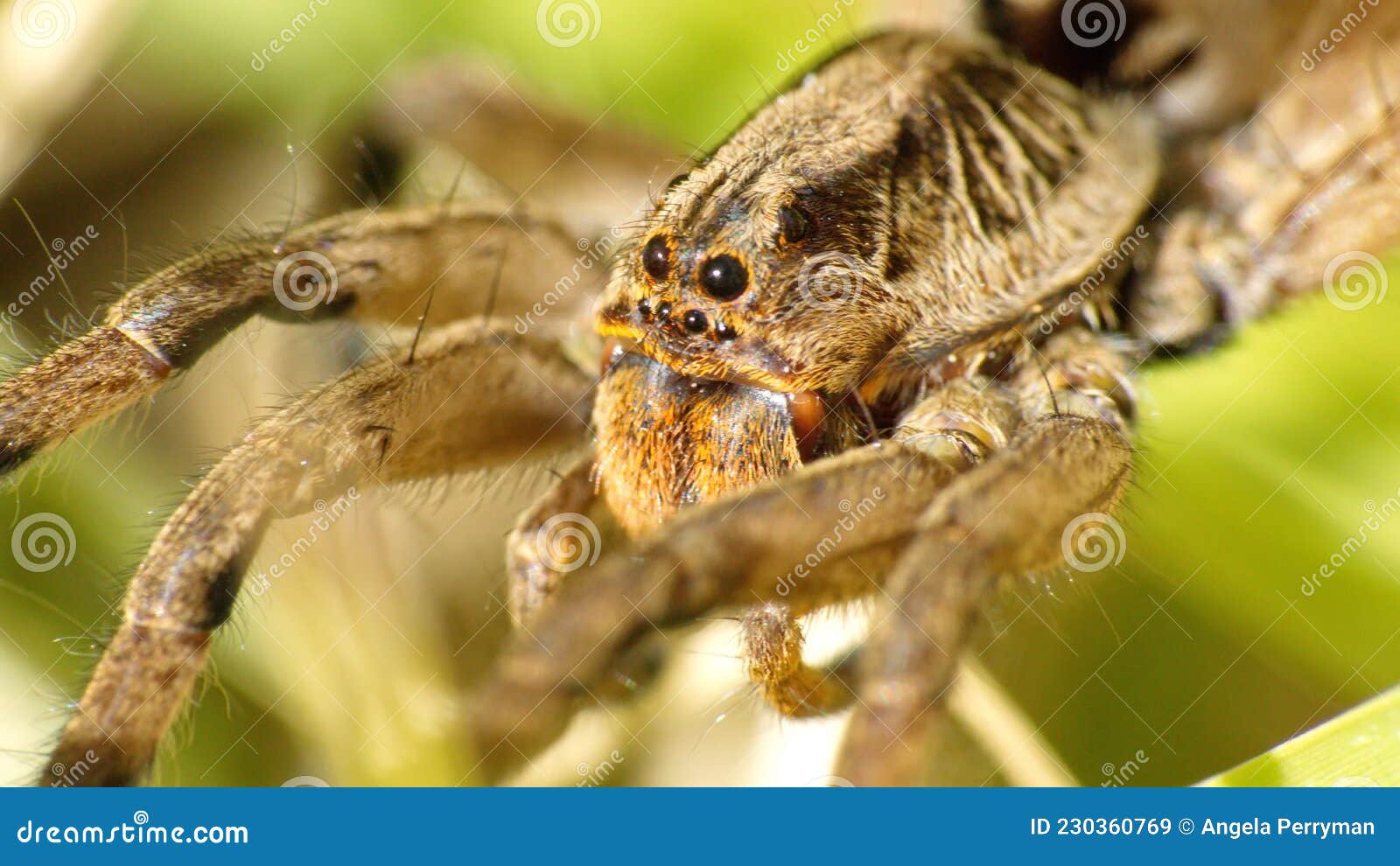 Close up of a wolf spider stock image. Image of head - 230360769