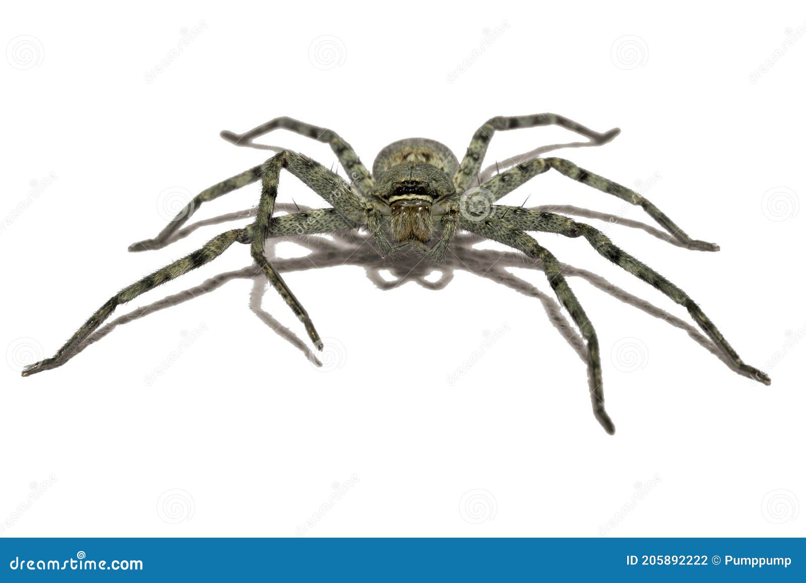 Close Up Wolf Spider is Insect Animal on White Background Stock Photo ...