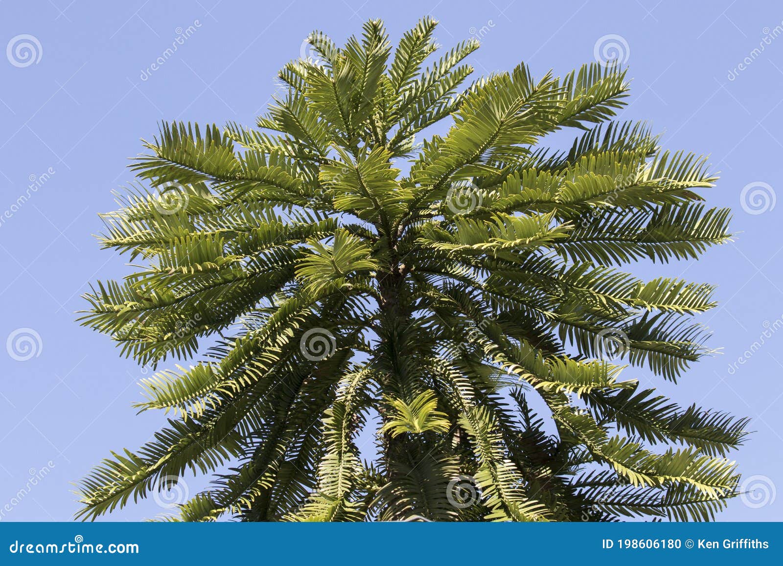 Wollemi Pine Tree stock photo. Image of wollemi, endangered - 198606180