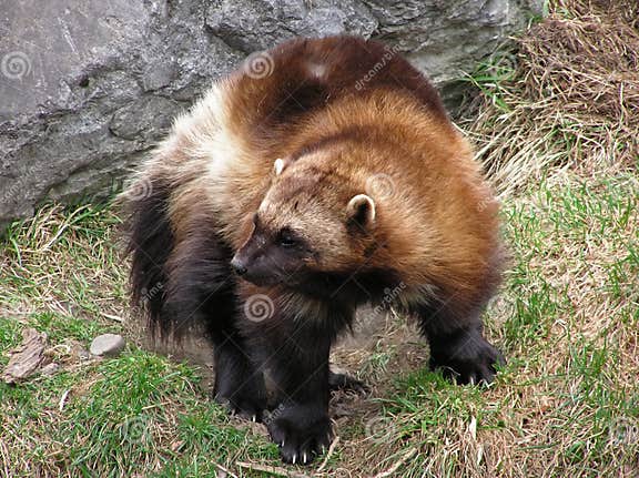 Close-up of a wolverine stock image. Image of wild, mammal - 15137049