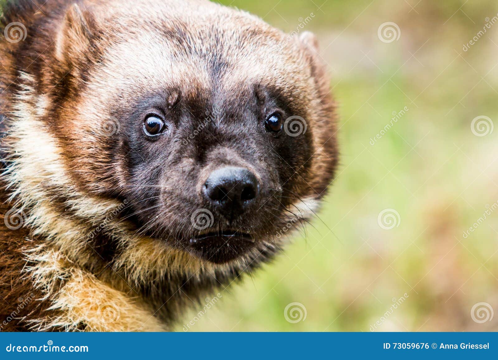 Close Up of Wolverine Face stock photo. Image of fierce - 73059676