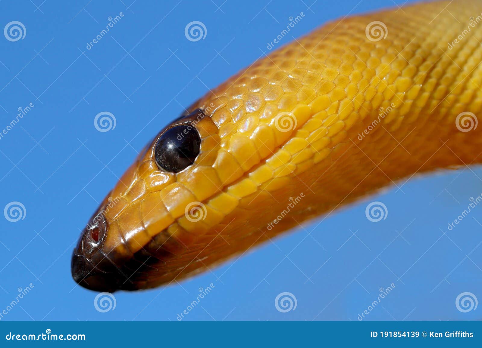 Woma Python stock image. Image of python, aspidites - 191854139