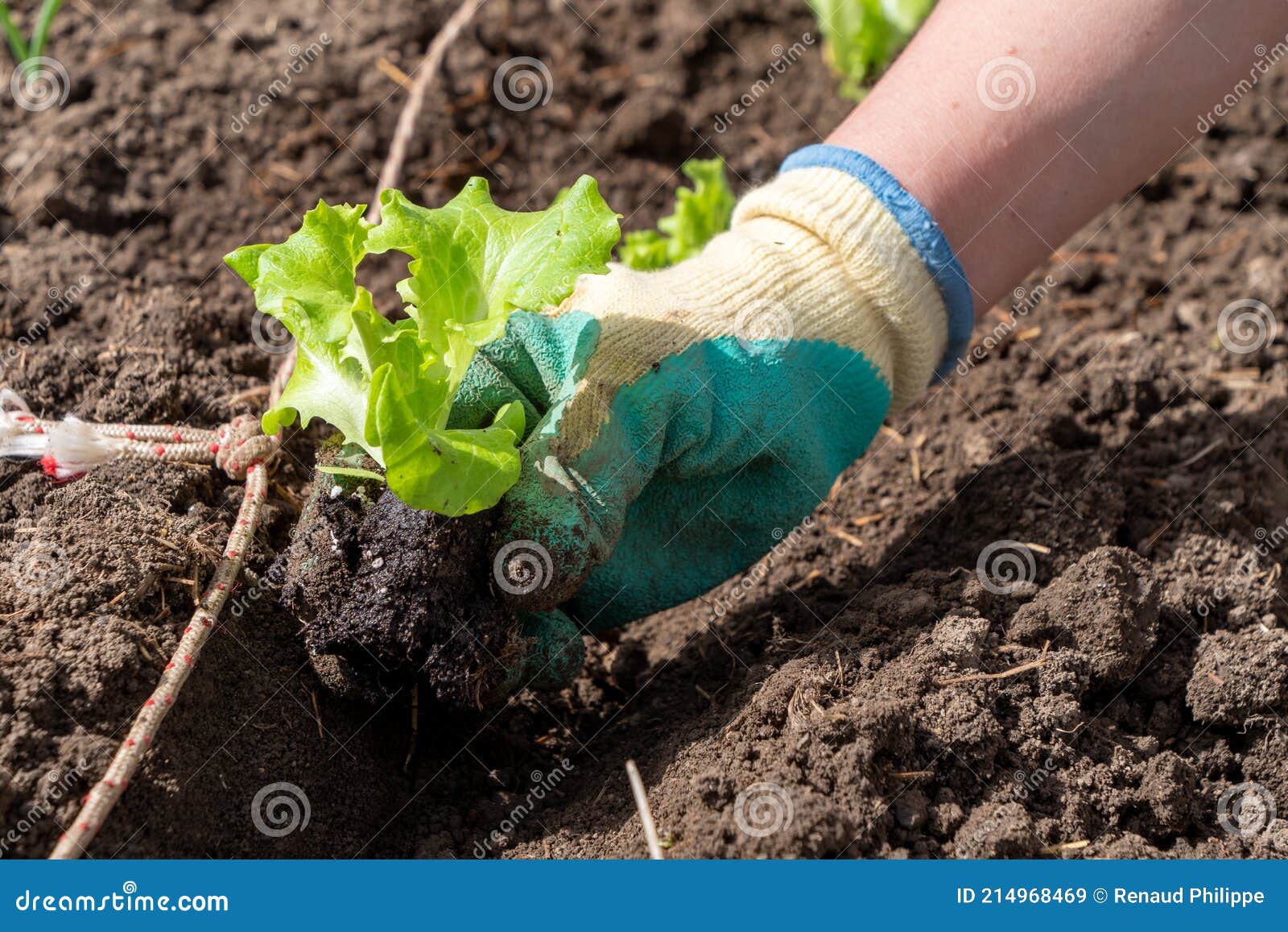 Close Up of Woman Hands Gardening Stock Image - Image of garden, life ...