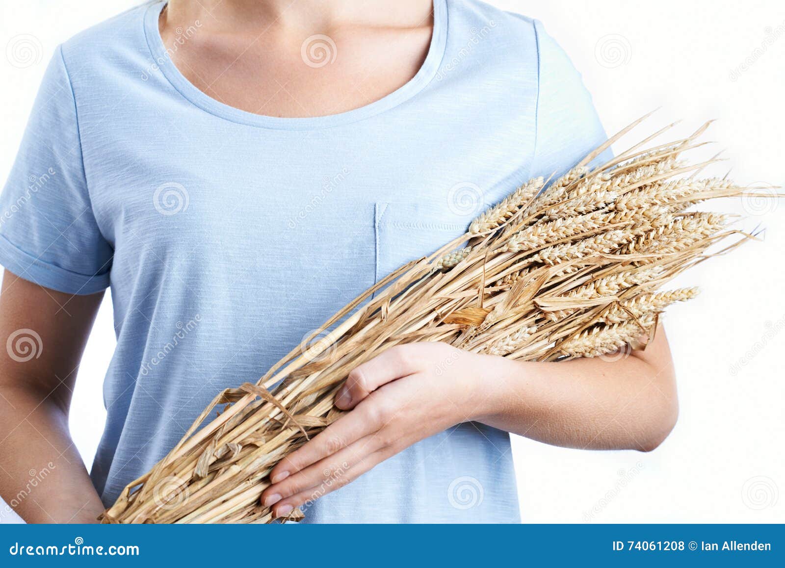 Close Up of Woman Holding Bundle of Wheat Stock Photo - Image of ...