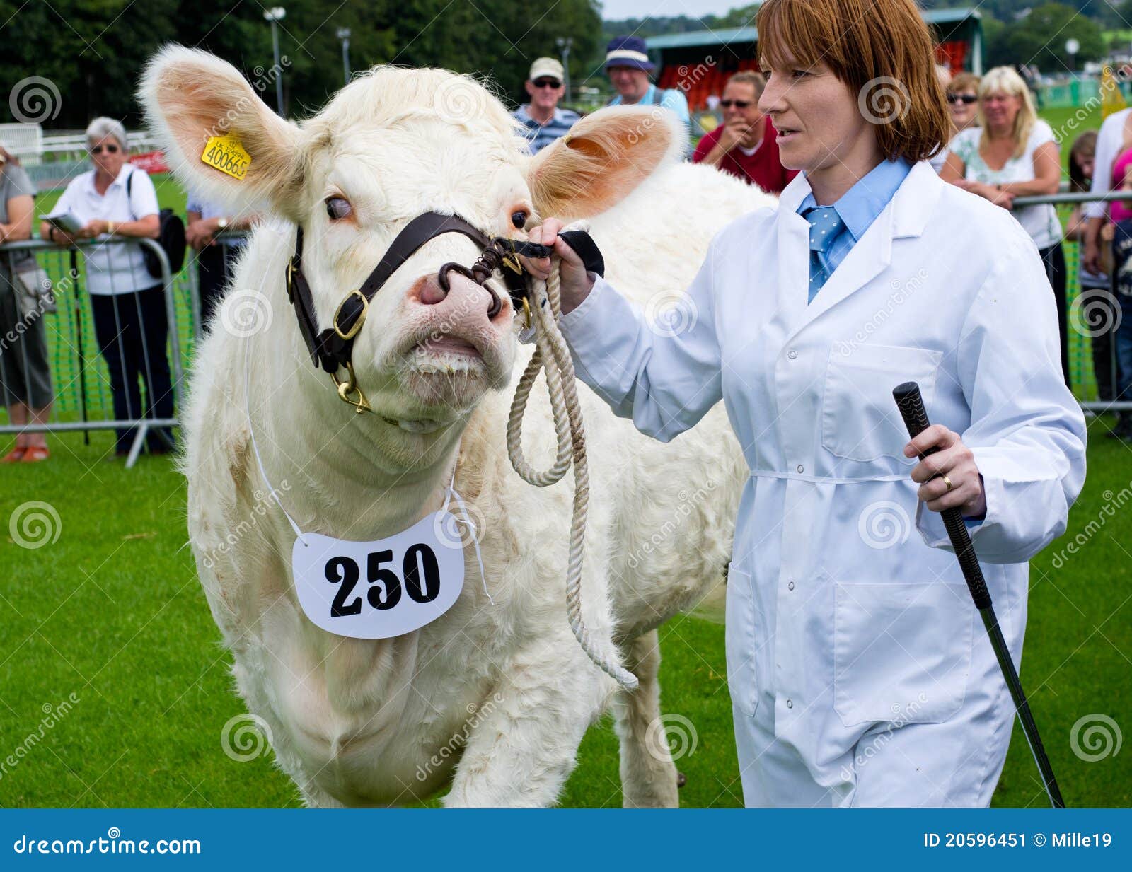 Close-up of Woman Showing Bull Editorial Photo - Image of woman ...