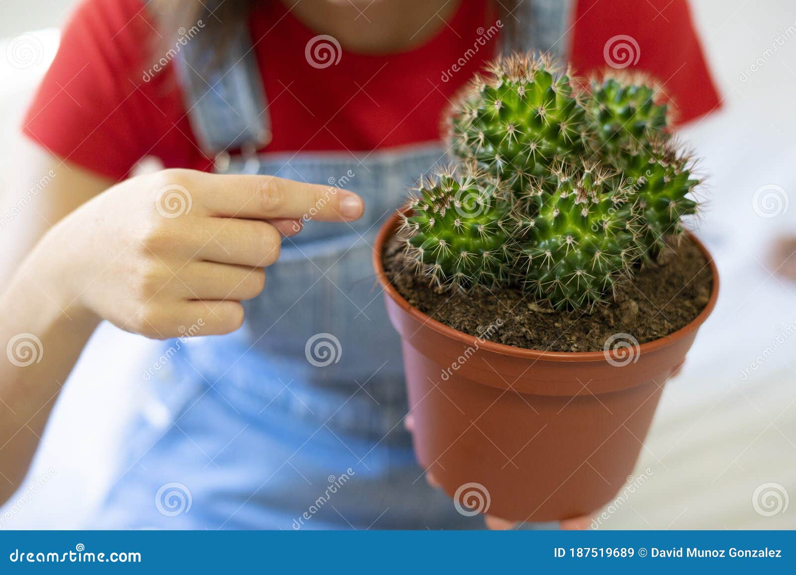 Close Up of a Woman Touching a Cactus. Concept of Touching a Cactus ...