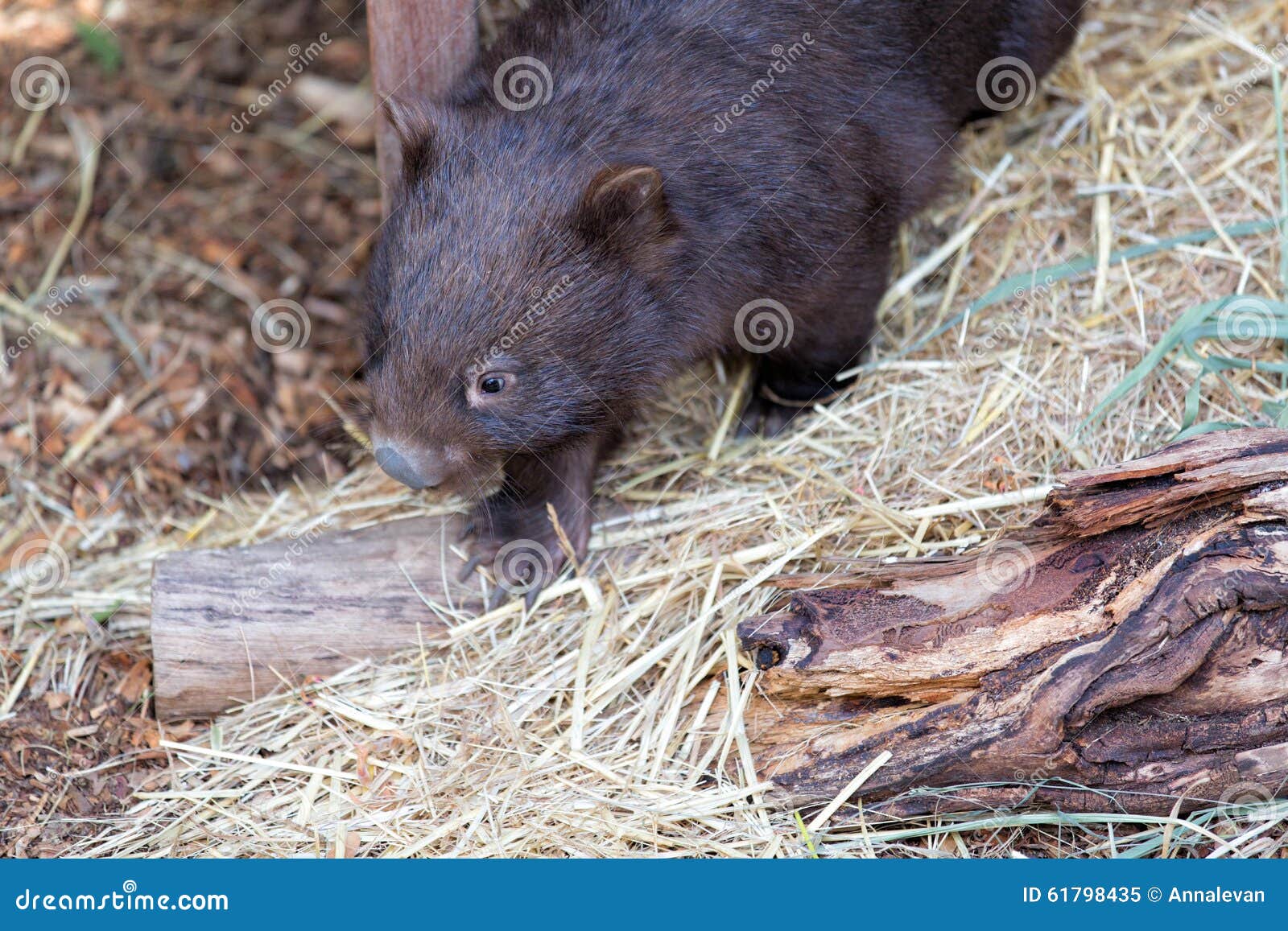 Close Up of Wombat in Australia. Stock Image - Image of curious, nature ...