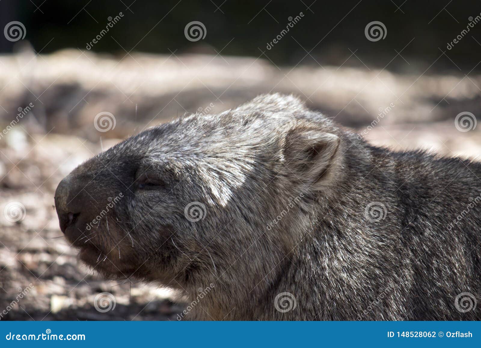This is a Close Up of a Wombat Stock Photo - Image of marsupial, pouch ...