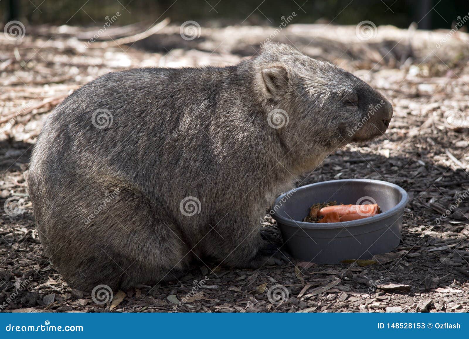 This is a Close Up of a Wombat Stock Image - Image of australian, hairy ...