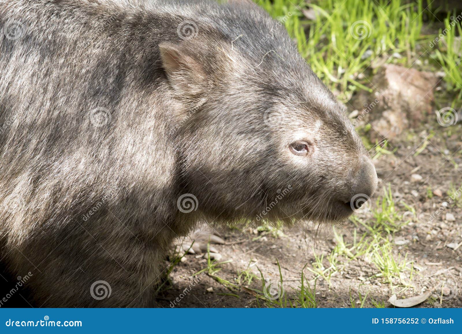 This is a Side View of a Wombat Stock Photo - Image of hairy, brown ...