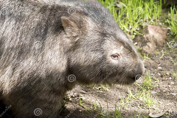 This is a Side View of a Wombat Stock Photo - Image of hairy, brown ...