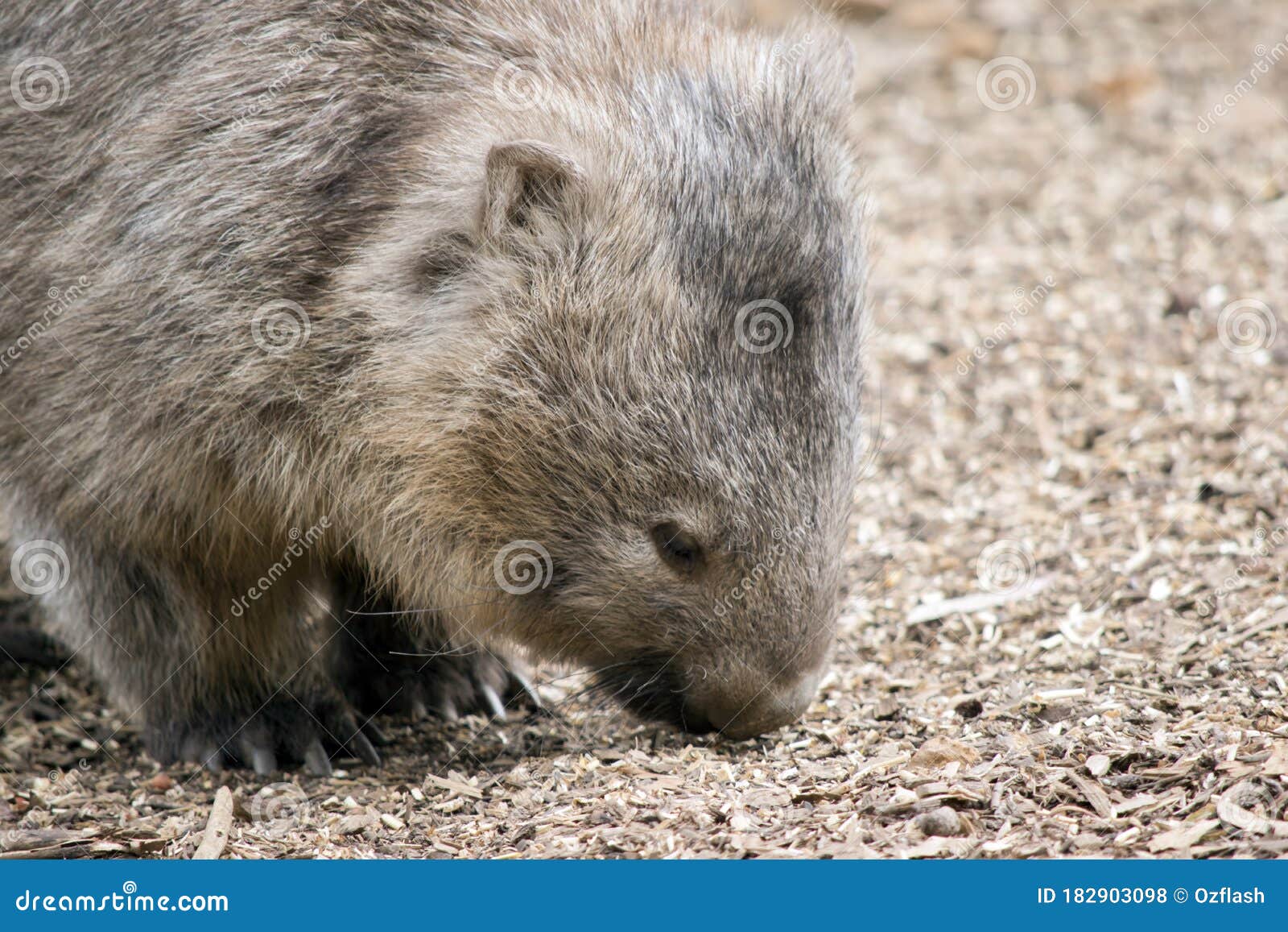 This is a Close Up of a Wombat Stock Photo - Image of gray, australian ...