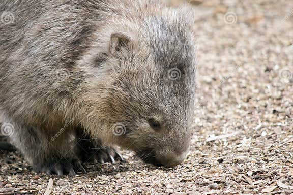 This is a Close Up of a Wombat Stock Photo - Image of gray, australian ...