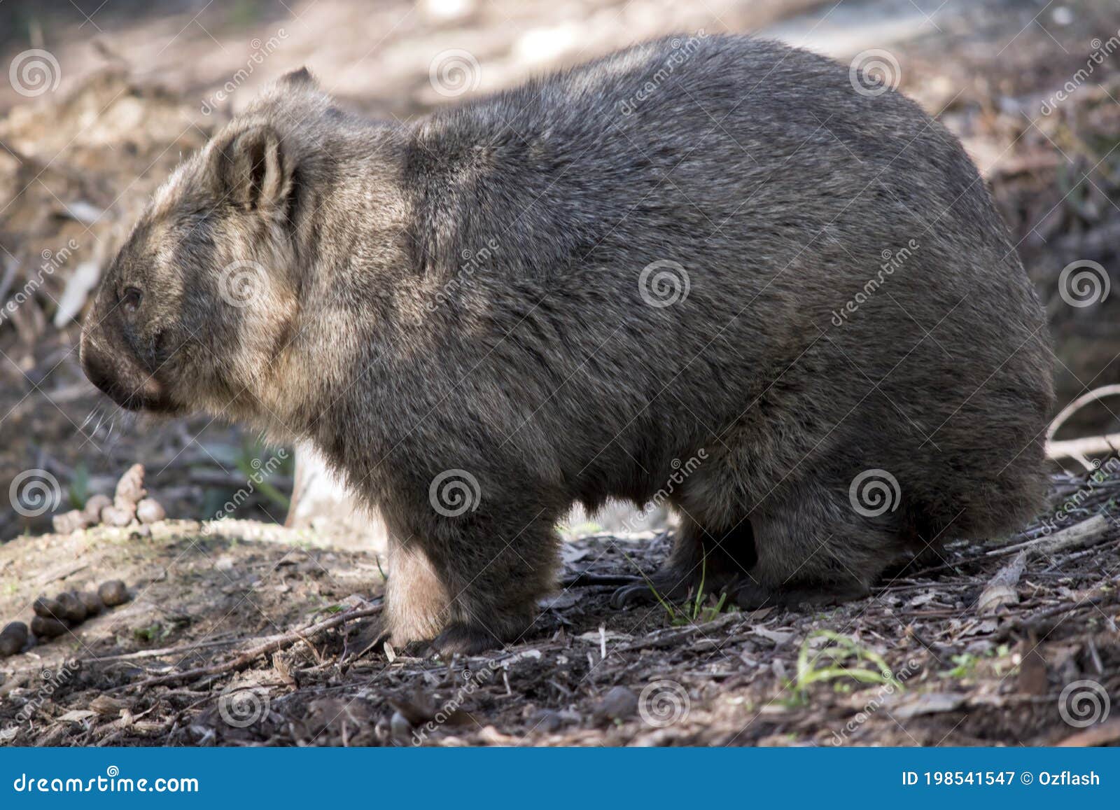 This is a Close Up of a Wombat Stock Image - Image of wildlife, pouch ...