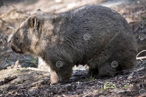 This is a Close Up of a Wombat Stock Image - Image of wildlife, pouch ...