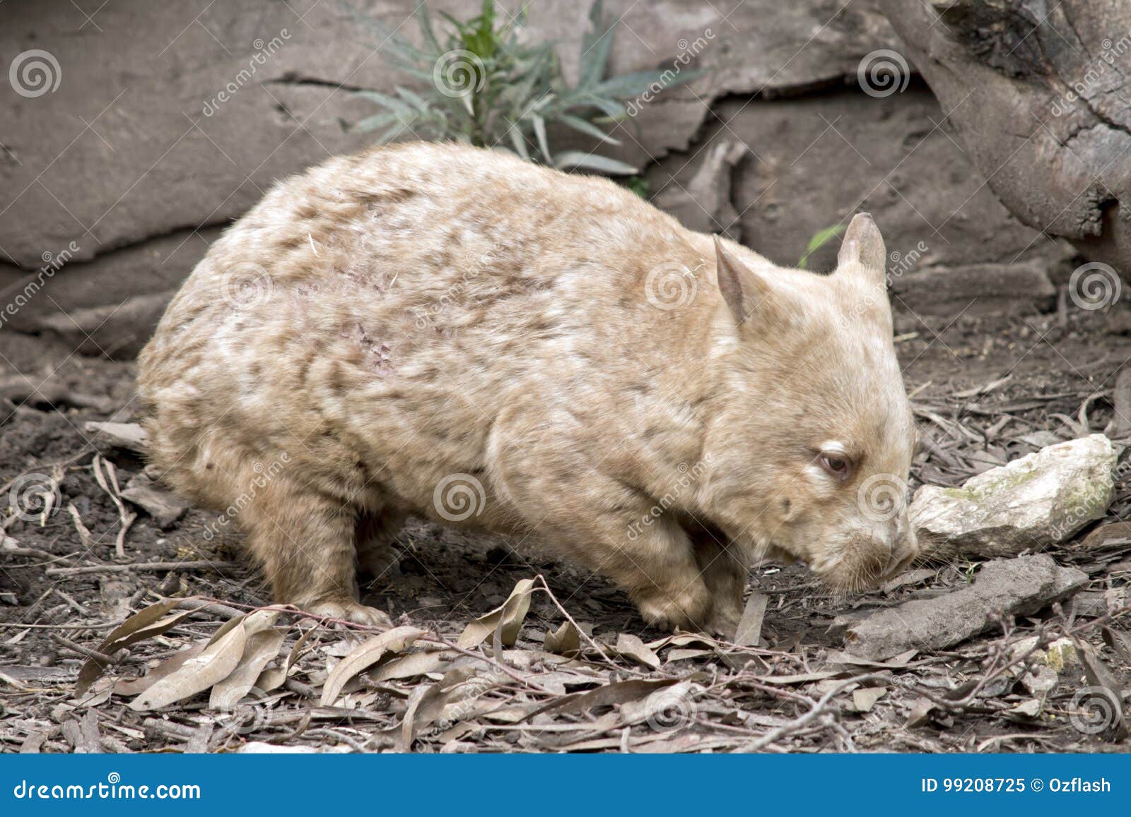 Wombat stock image. Image of australia, nails, cream - 99208725
