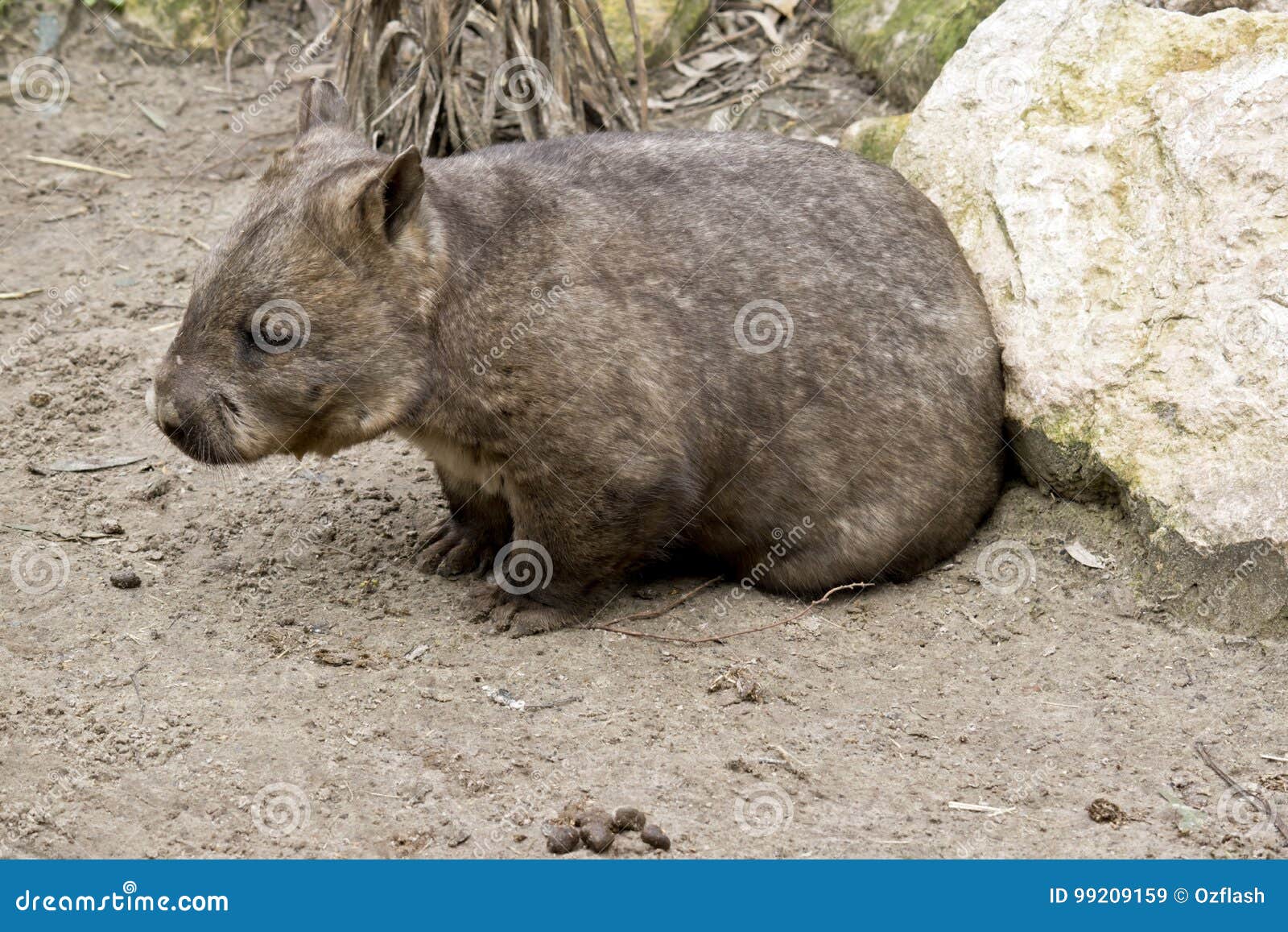 Wombat stock image. Image of side, marsupial, wombat - 99209159