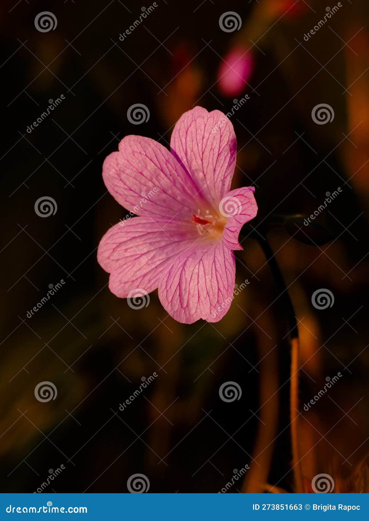 Close Up of a Wonderful Pink Bloom Stock Image - Image of plant, garden ...