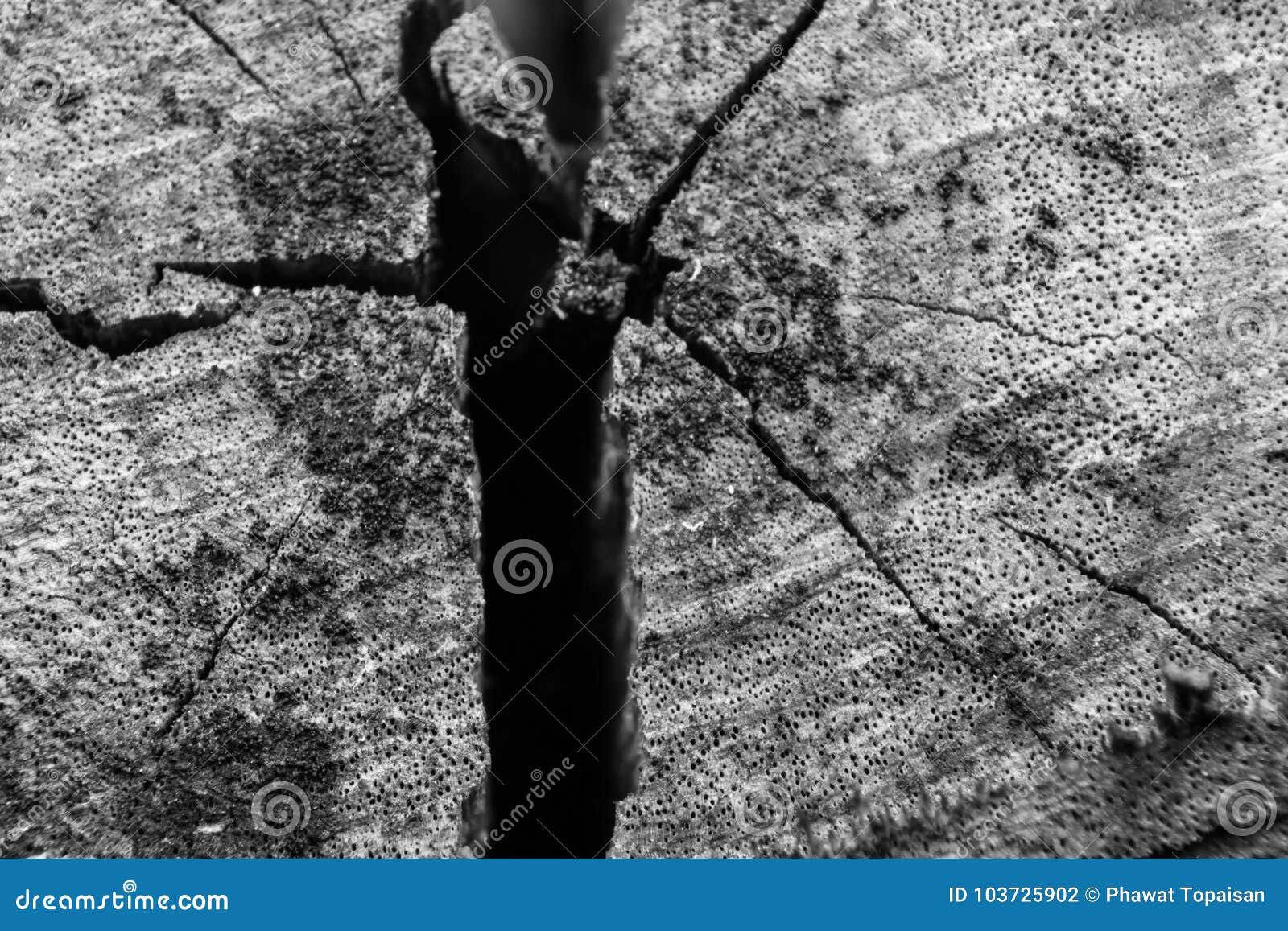 Close-up Wood Bark of Tree Back and White Background and Texture Stock ...