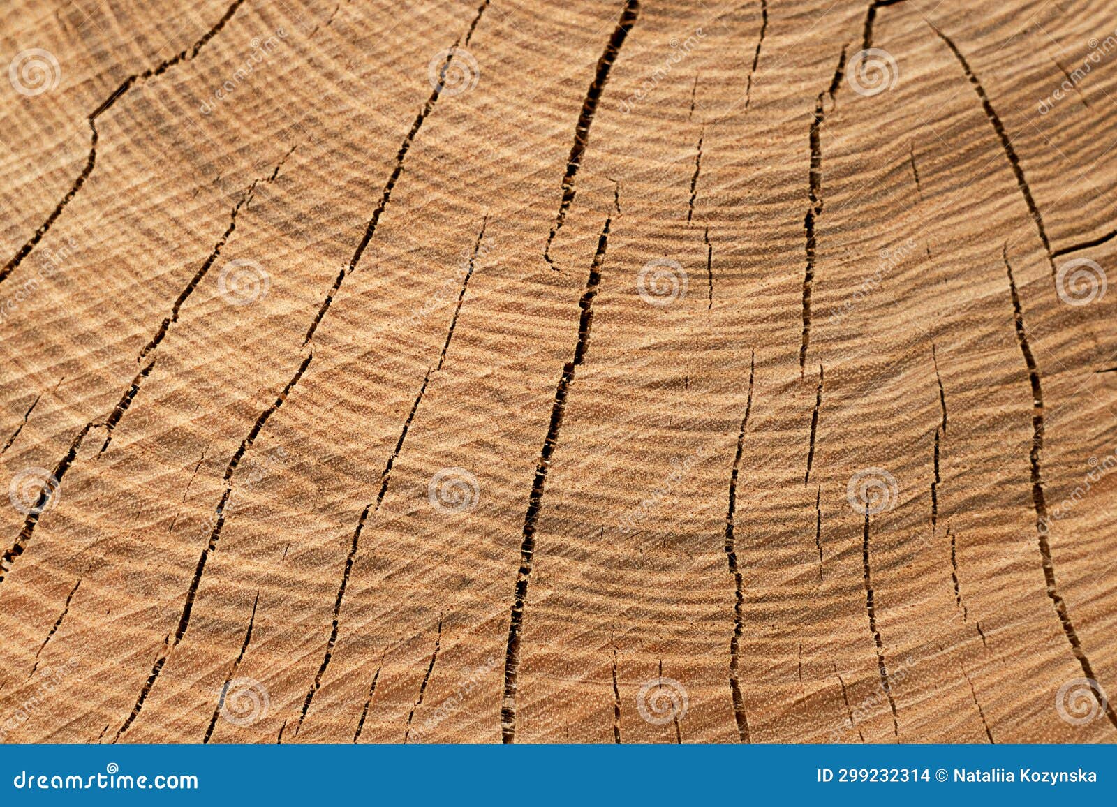 Close-up of Wood Cross-section Texture with Cracks. Stock Photo - Image ...