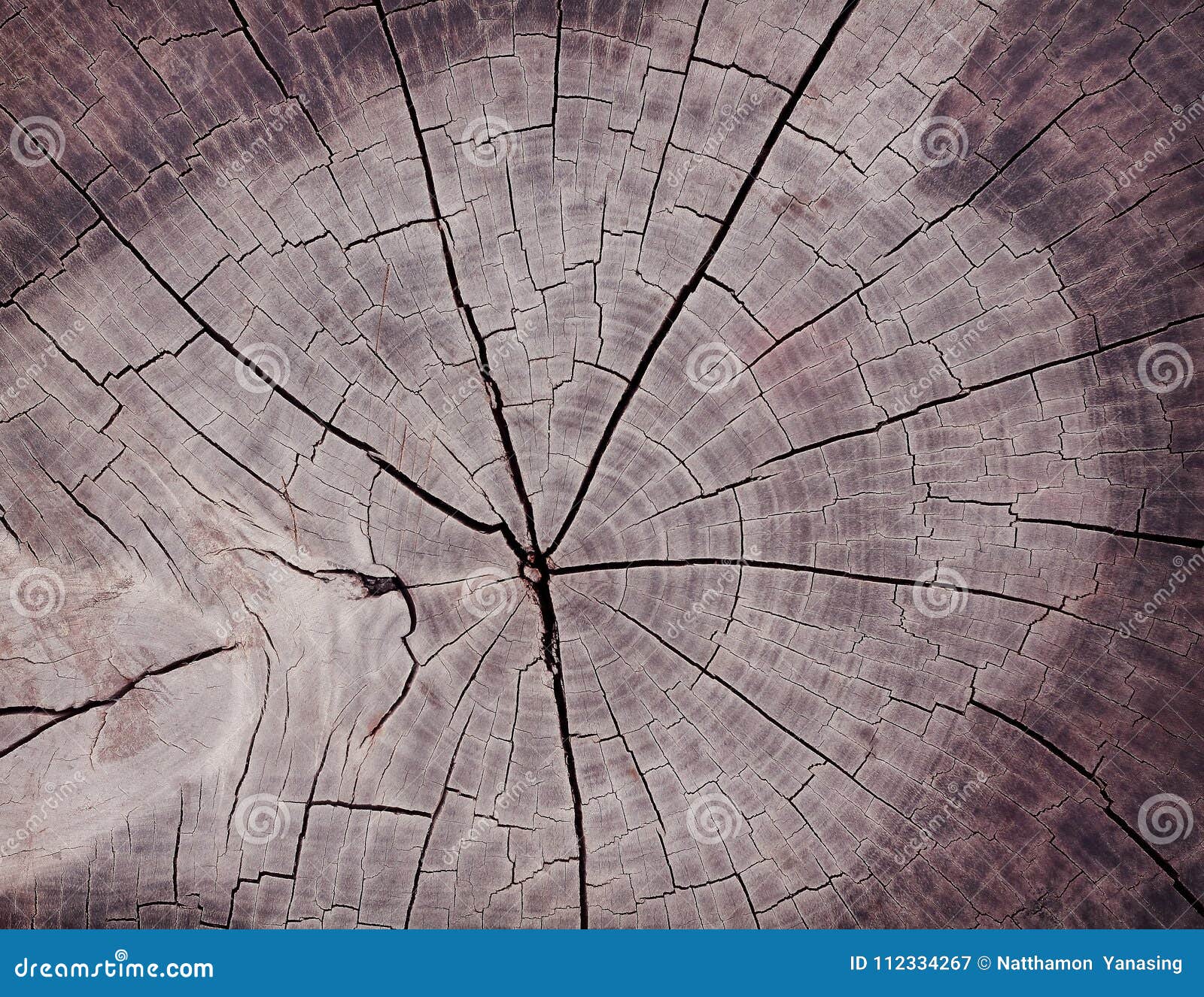 Close Up Wood Grain Of Tree Stump With Cracks, Natural Wood Logs ...