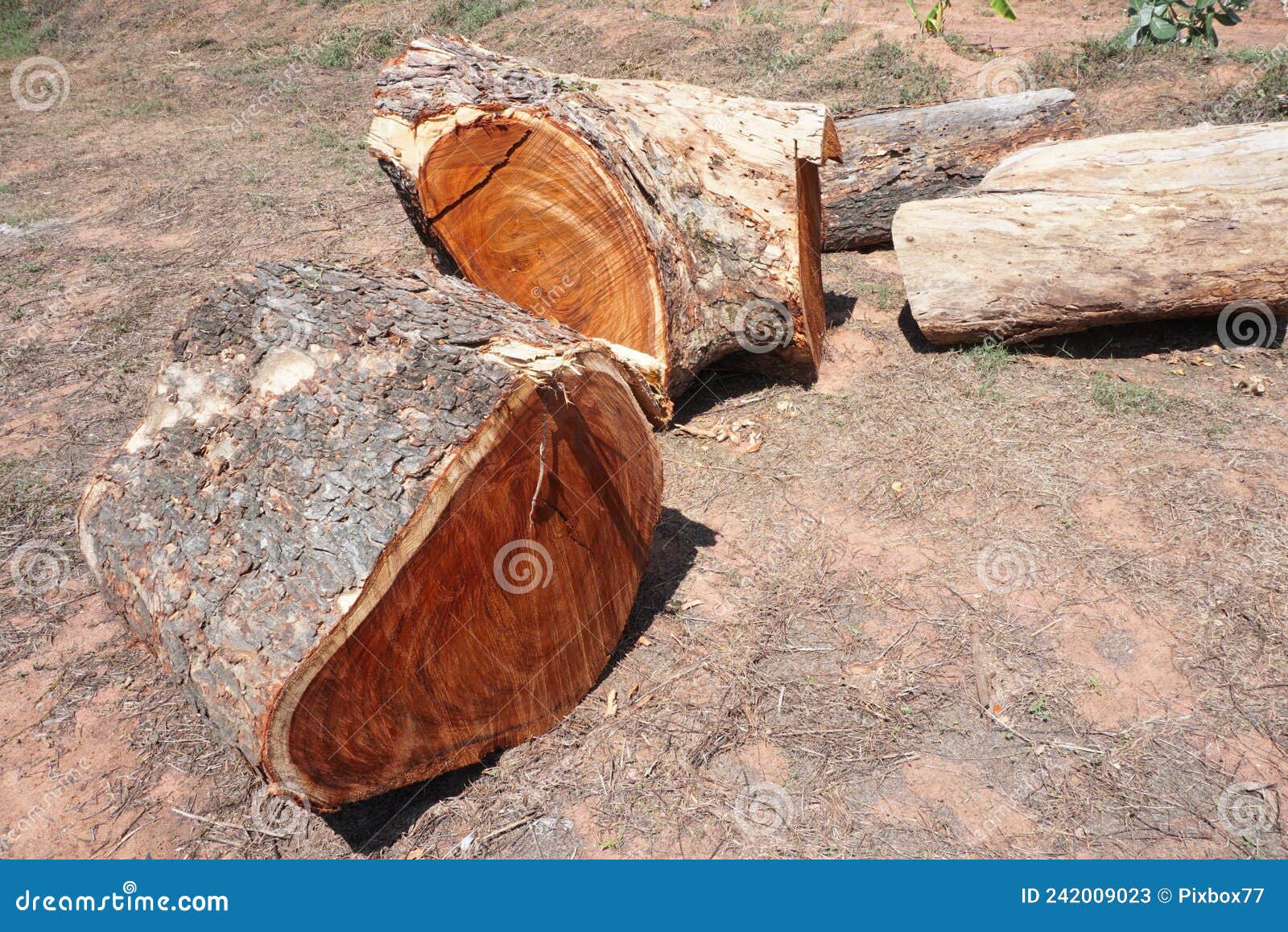 Wood log cut at ground stock image. Image of craftsman - 242009023