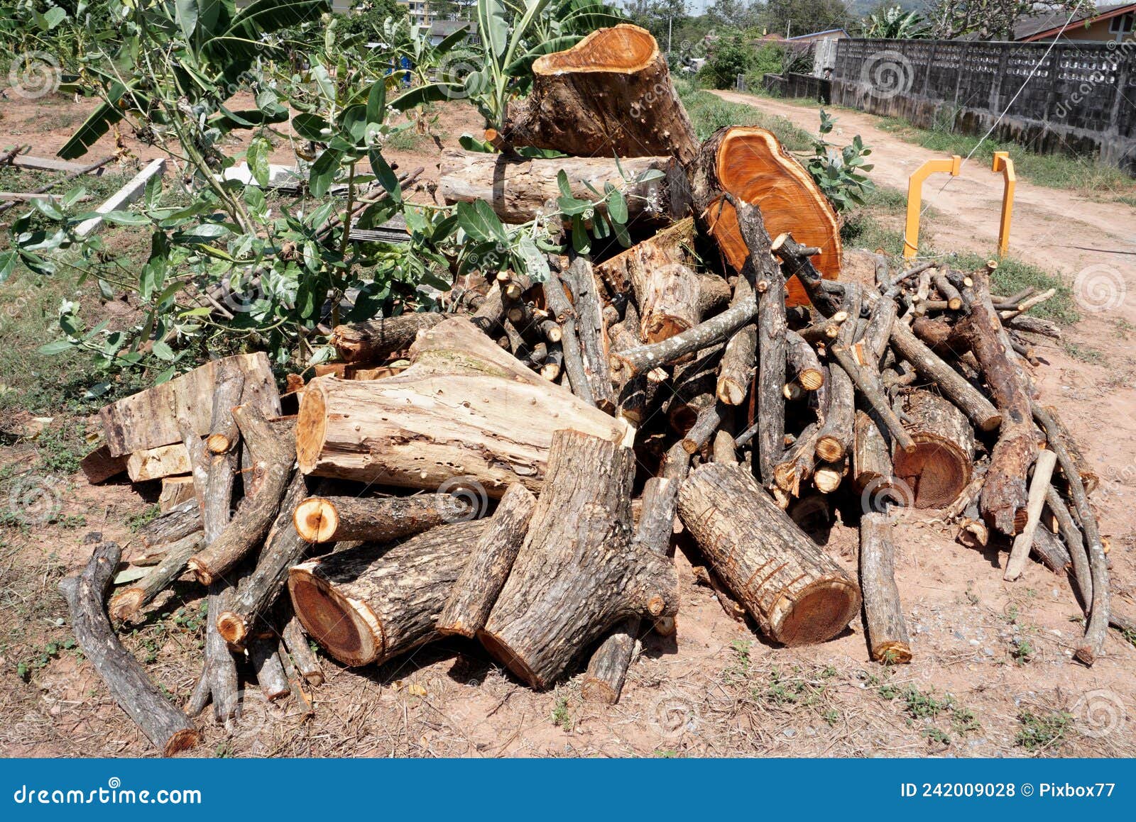 Wood log cut at ground stock photo. Image of pine, blade - 242009028